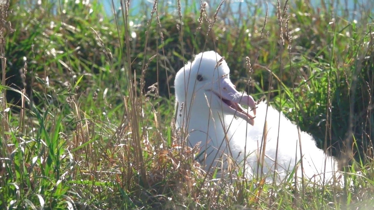 【Dunedin】Royal Albatross Centre is now OPEN! And chicks are growing ...
