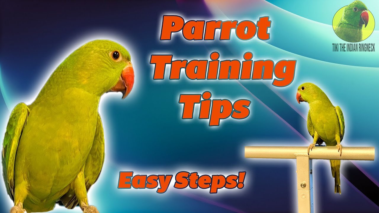 Parrot Target And Click Training! Tips For Success! - YouTube