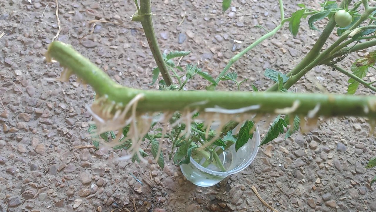 Propagating Tomatoes From Stem Cuttings #propagating tomatoes# ...