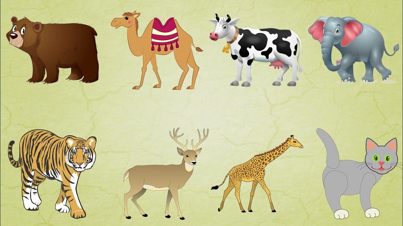 Animal & Birds Shadow To Color Clip With Voice KKTV - YouTube