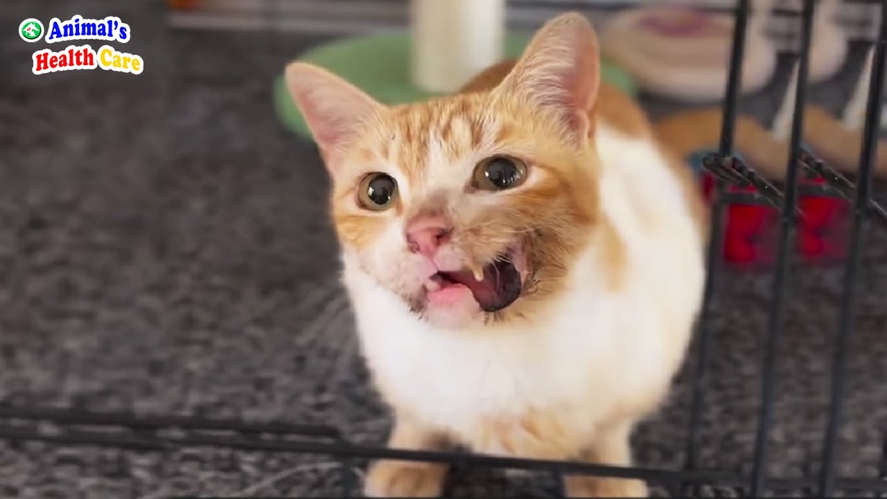 In Need of Care: Cat Overcomes Challenges with Hope - YouTube