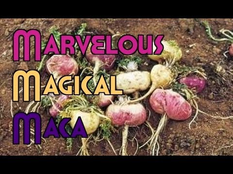THE HEALTH BENEFITS OF MACA ROOT - YouTube