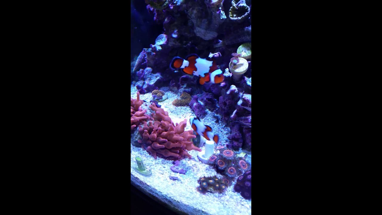 Angry clownfish - YouTube