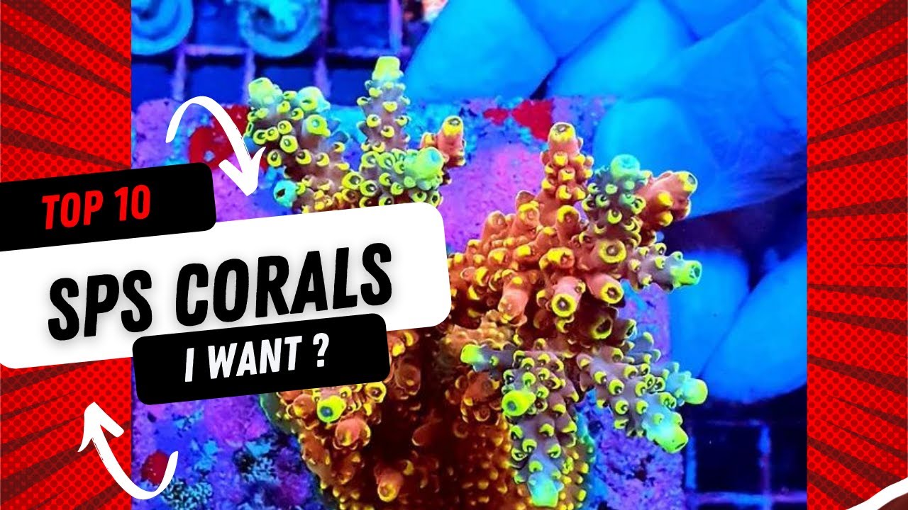 top 10 sps corals i plan to add to my saltwater reef tank - YouTube