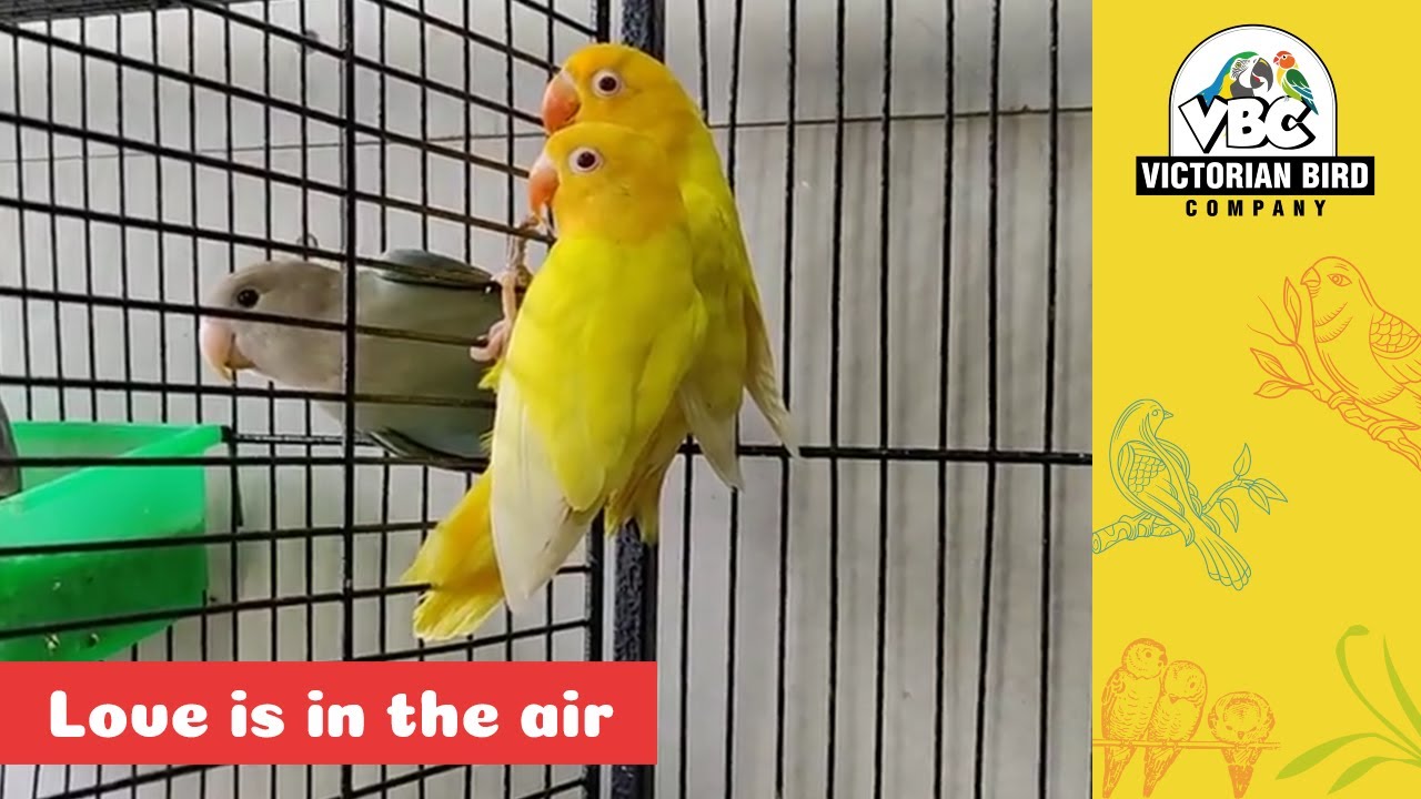 Yellow Face Lutino Fischer Lovebirds | Victorian Bird Co - YouTube