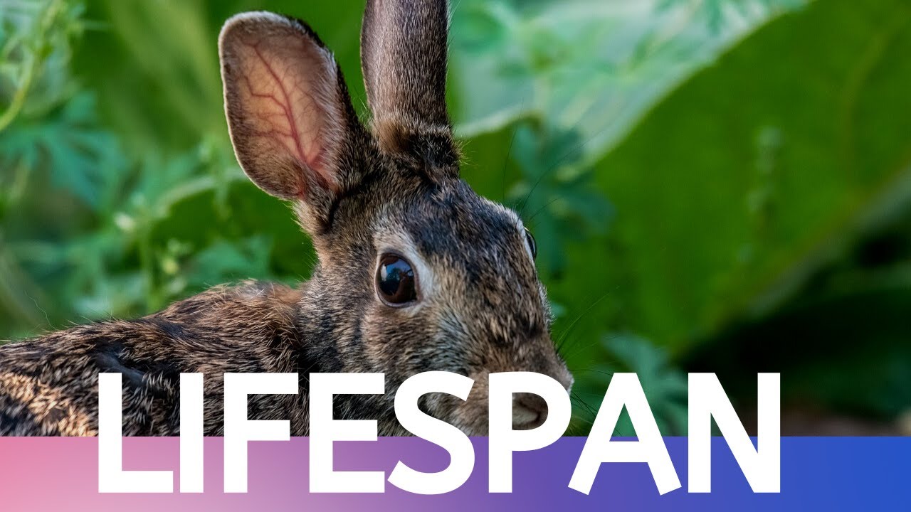 The Lifespan of Rabbit Examined - YouTube