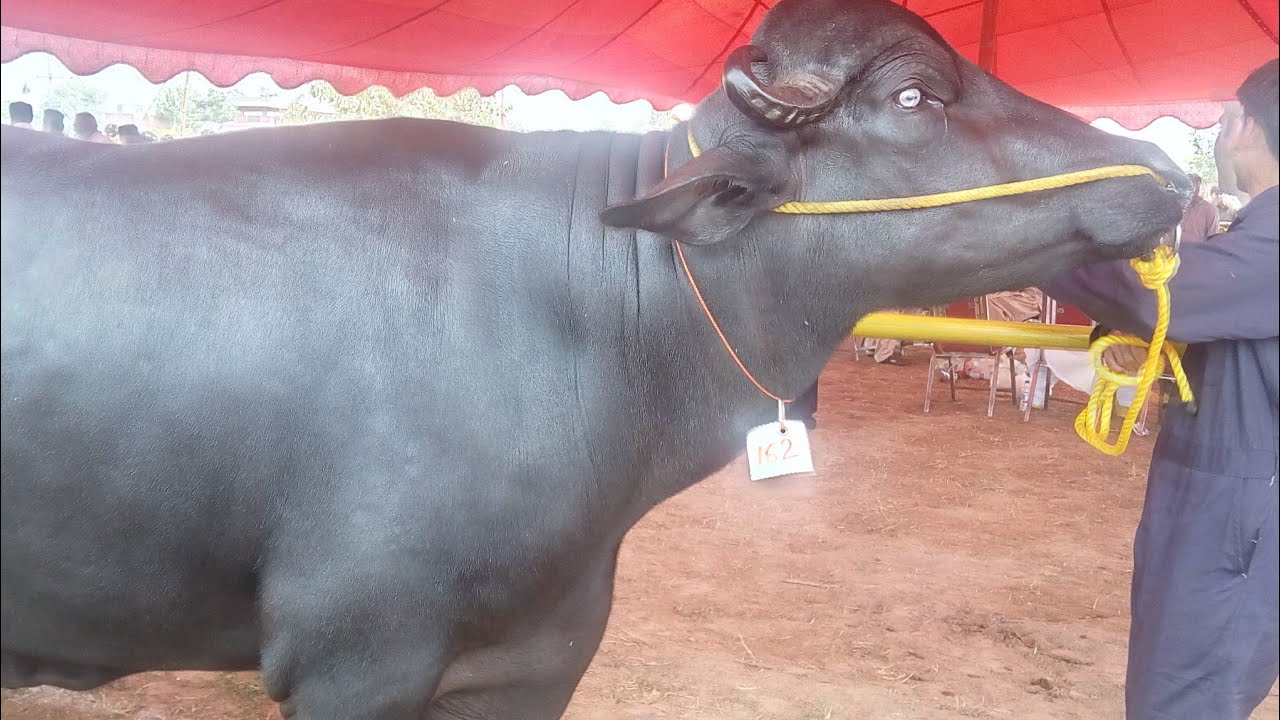 Nili ravi Bull's seman(By S.P.U Qadrabad) - YouTube