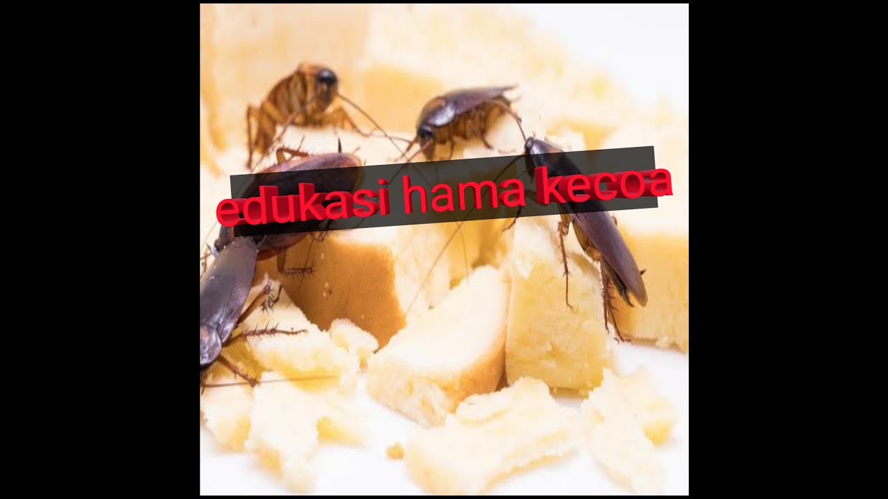Edukasi hama kecoa - YouTube