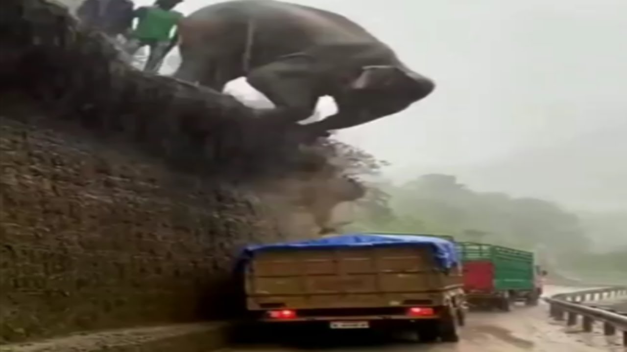 A massive elephant falls onto a truck full of passengers!! - YouTube