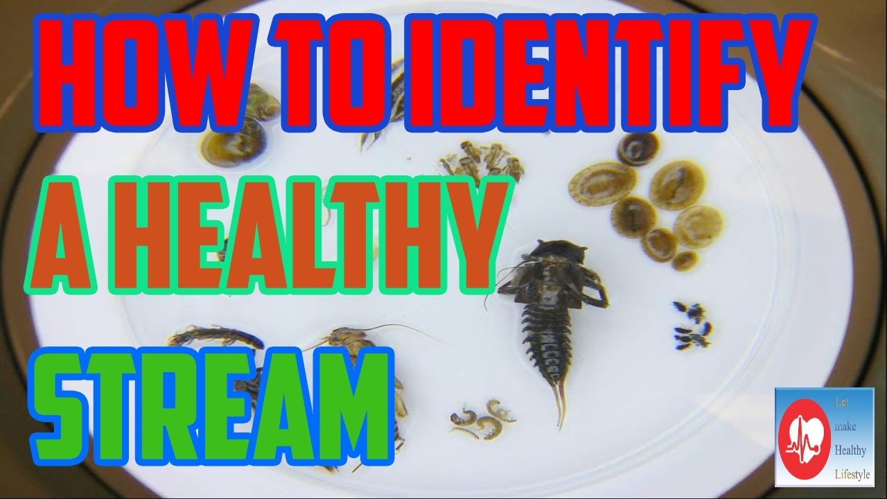 How to Identify a Healthy Stream | Identification Of healthy Stream ...