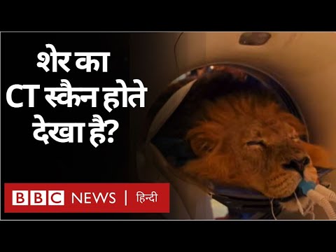 Lion CT Scan: शेर का सीटी स्कैन होते देखा है क्या आपने? (BBC Hindi ...
