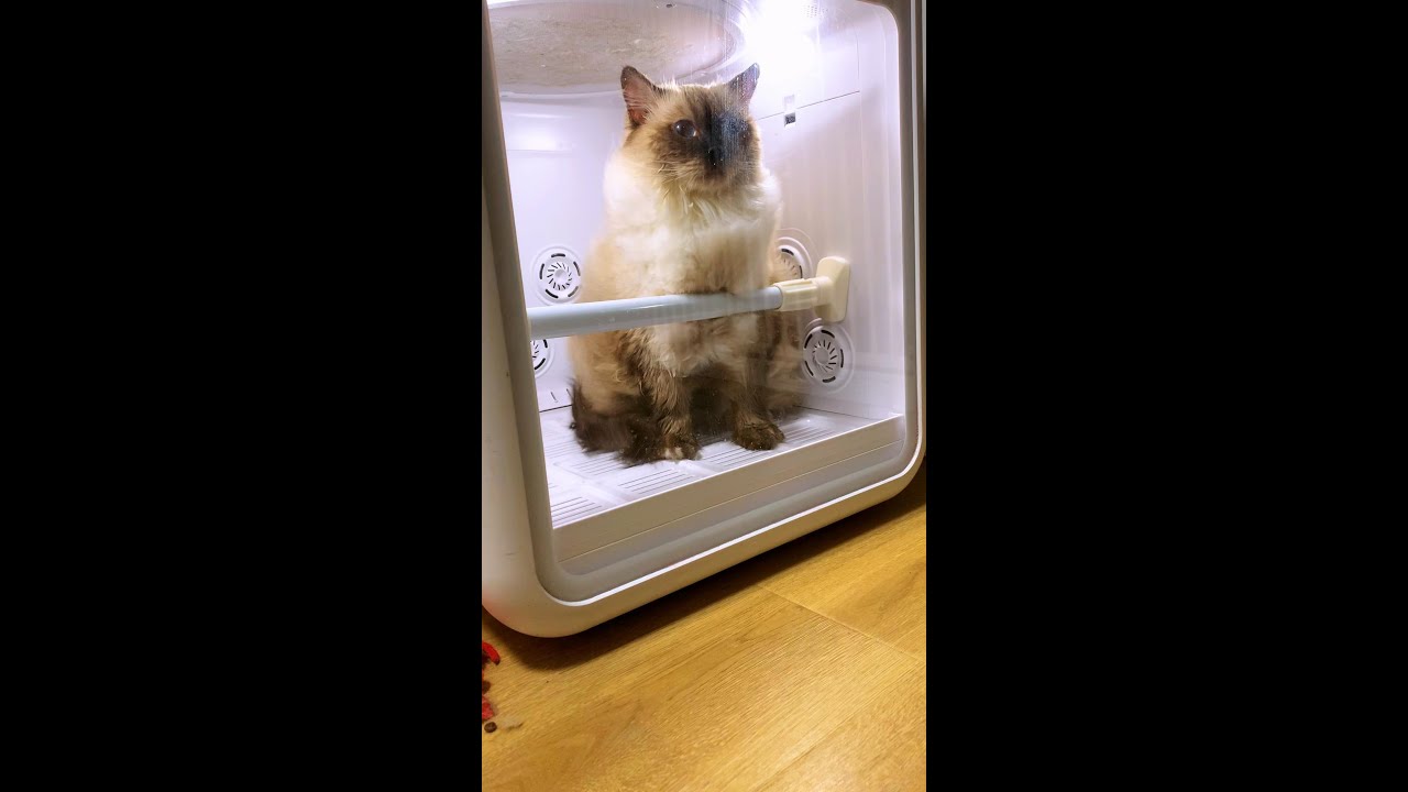 CAT FINISH BATH & NOW DRYING 6 🐈🛁 (Givenchy) - YouTube