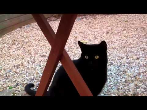 My cats say Hello!... - YouTube