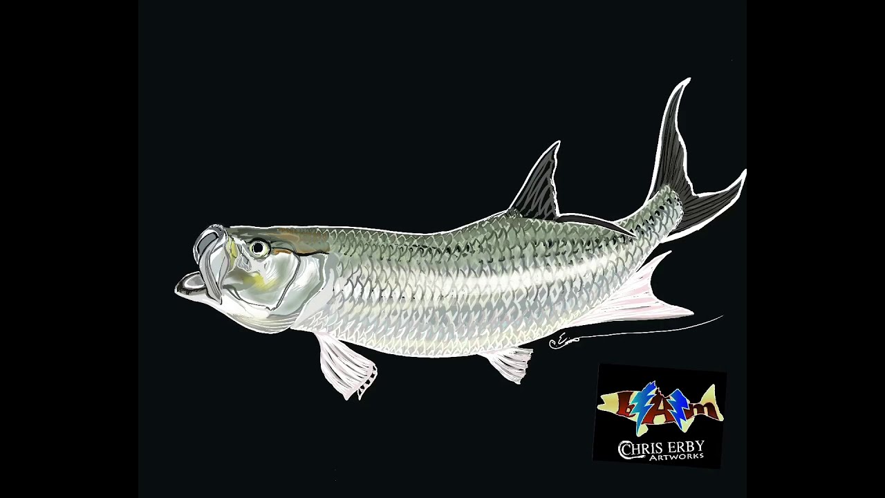 Sketch Out Tarpon - YouTube