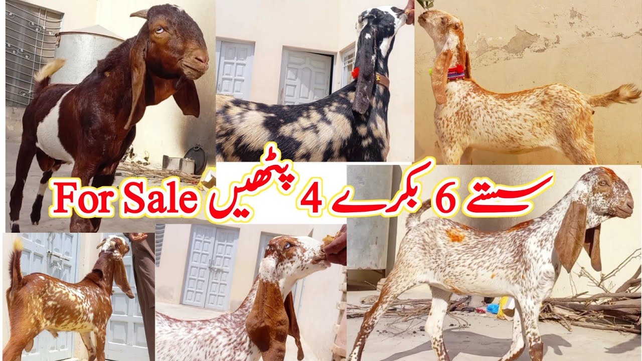 6 bakroo ke laat | beetal bakray | makhi cheeni goats | goats for sale ...