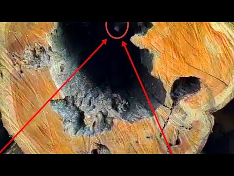 AHŞAP İŞLEME FABRİKALARINDA SÜPER AHŞAP KESME KİTLE İŞLEMLERİ || KERESTE FABRİKASI