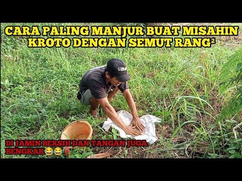 Cara paling ampuh memisahkan telur rangrang/kroto dari angkrang nya ...