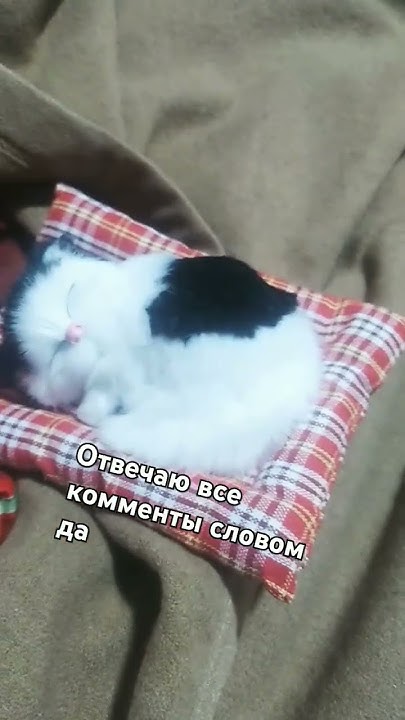 если этот котик наберёт 1 тыс лайков то я крикну в окно миленький котик😉 Youtube