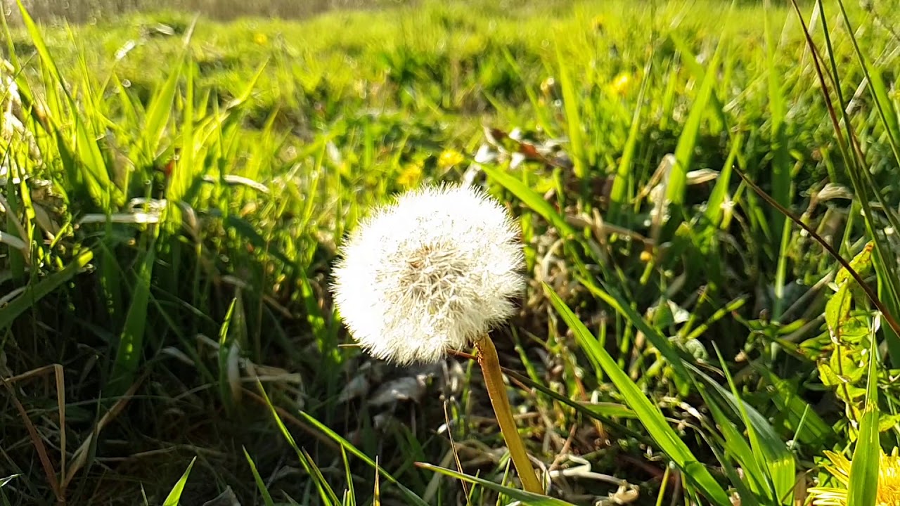 Spring (nature chill out video) - YouTube