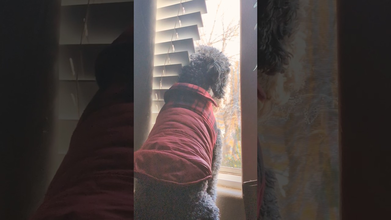 Freezing cold walk with Onyx - YouTube