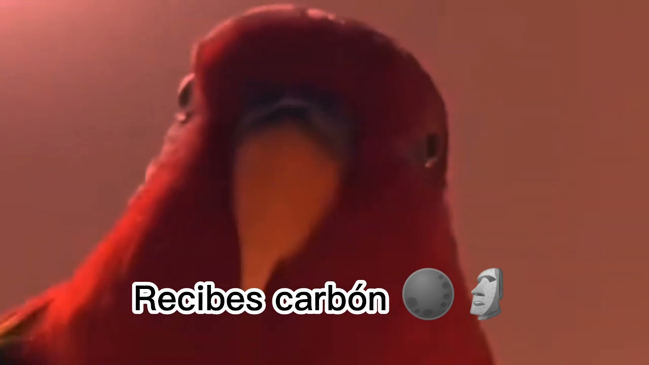Loro rojo meme parte 5 - YouTube
