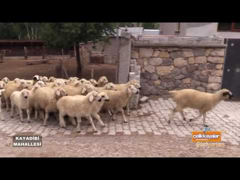 Çelikkayalar İle Geziyorum 2016 5.Bölüm (Kayadibi Köyü)