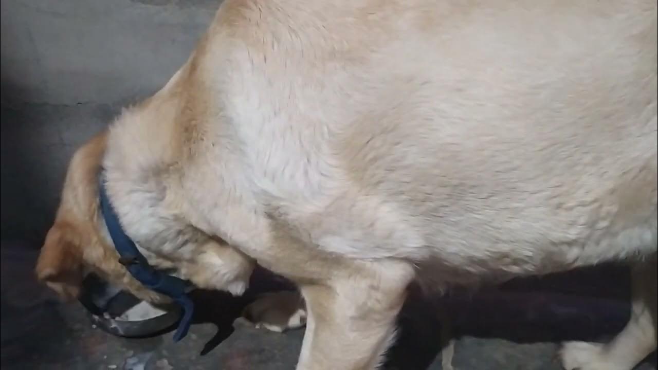 52-days-pregnant-labrador-youtube