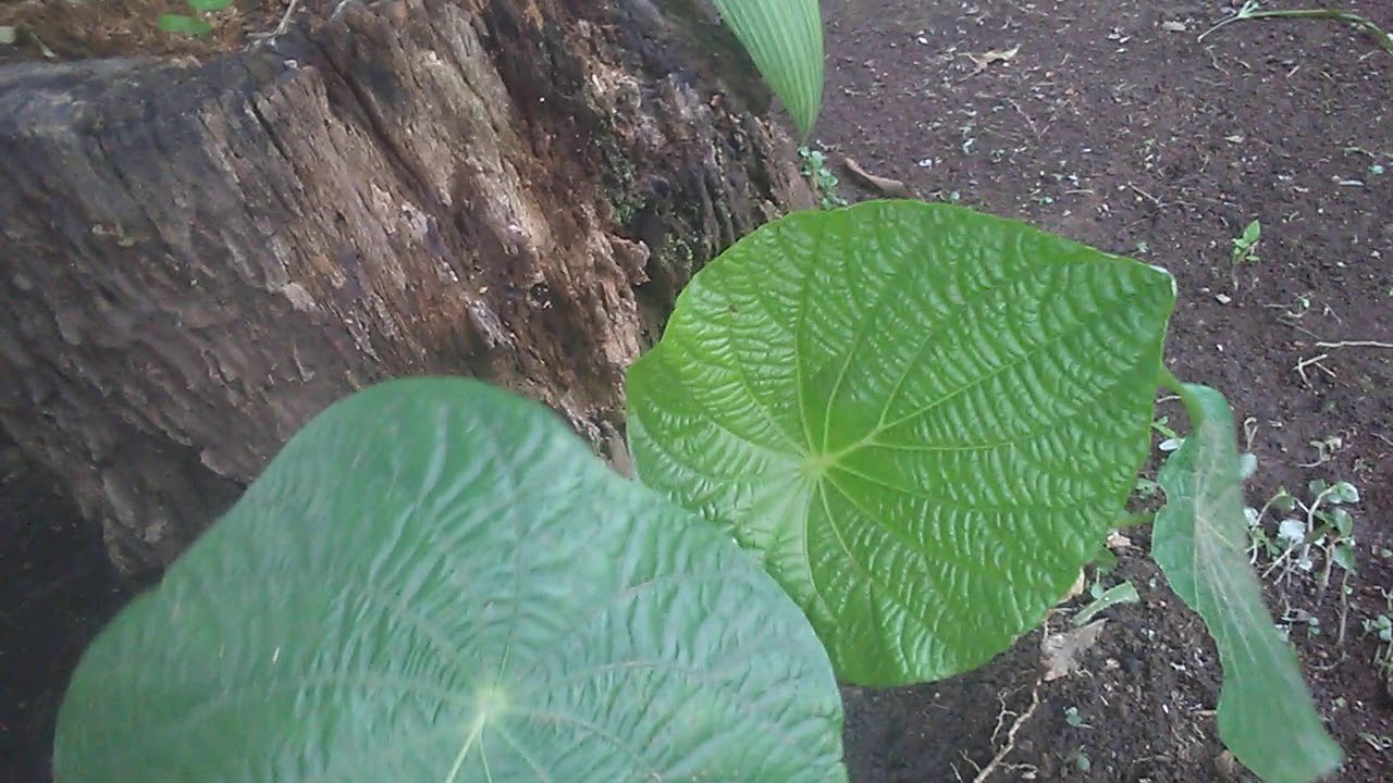planta medicinal capenba - YouTube