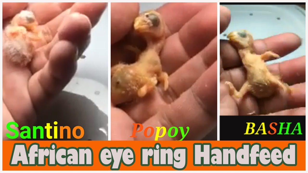 African Love Bird 2 | ALBS 2 | AGAPORNIS [ HANDFEED] - YouTube