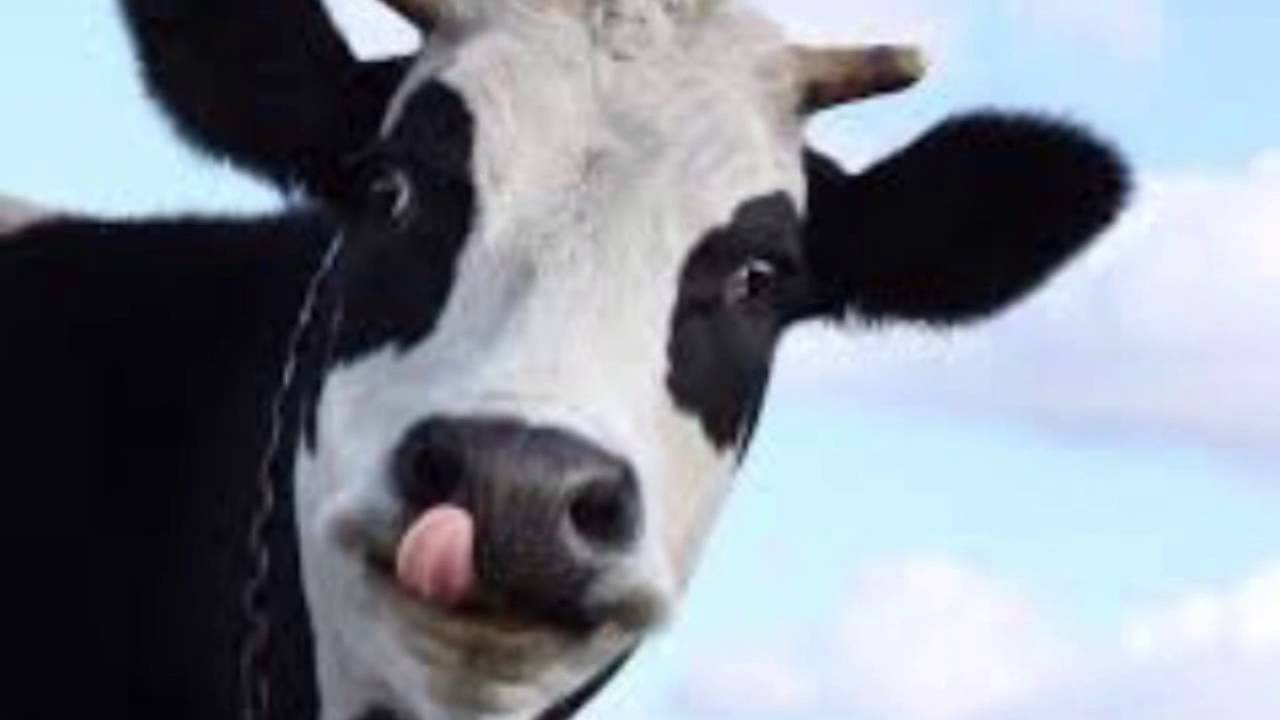 Nate the stupid cow - YouTube