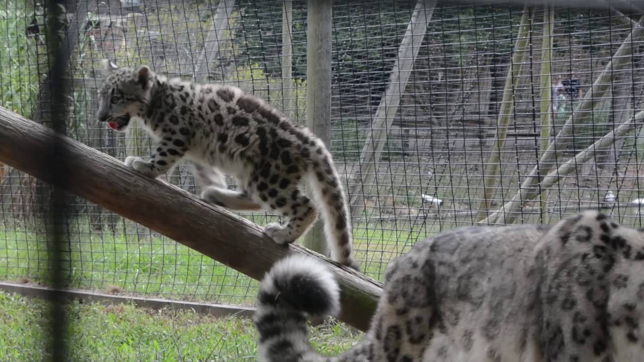 Snow Leopard Cubs First Day Out of Their Den - YouTube