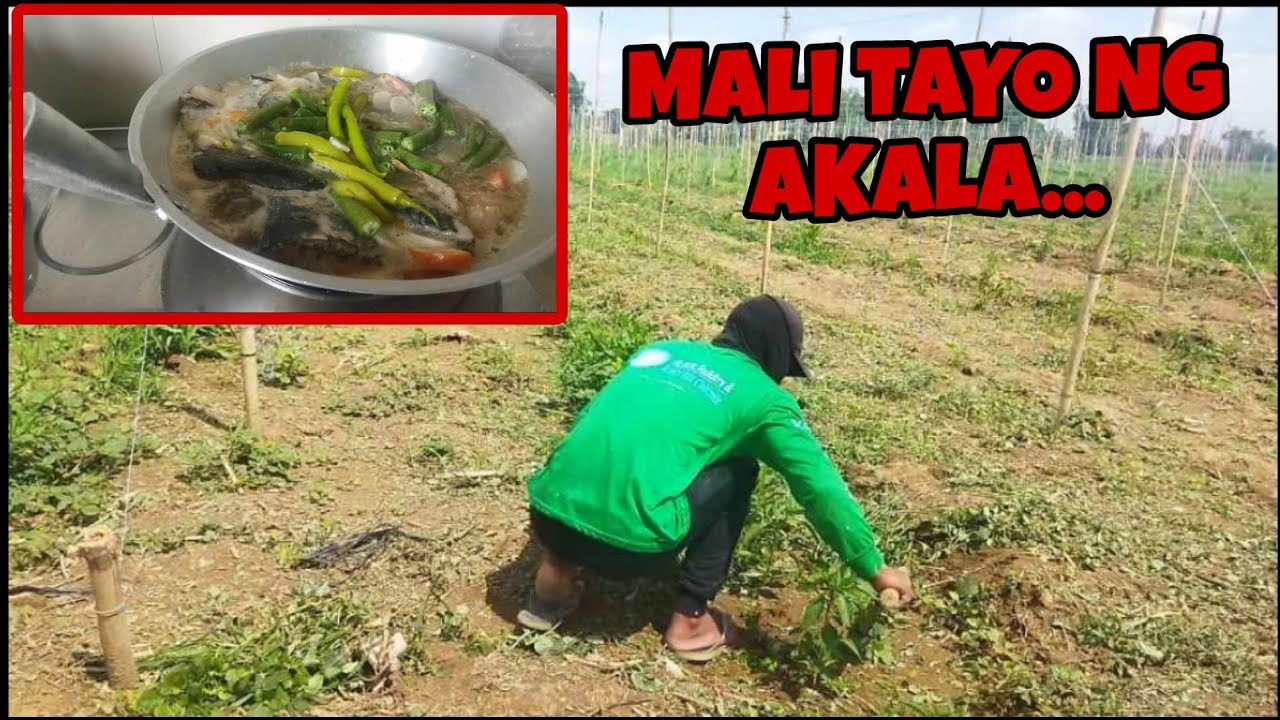 AKALA KO MAYA MAYA SALMON PALA,PINAKA SATSAT KO NA PARA MAGANDANG ...