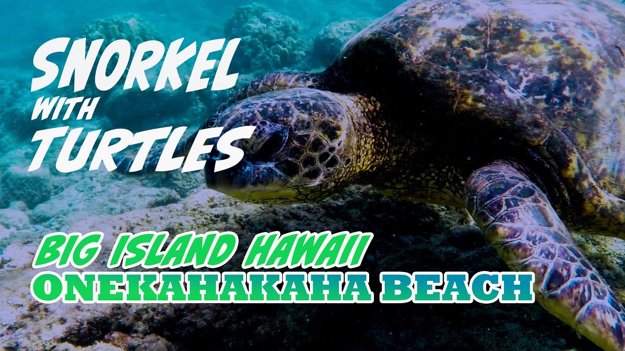 Snorkel with Turtles | Big Island of Hawaii | Tide Pools - YouTube