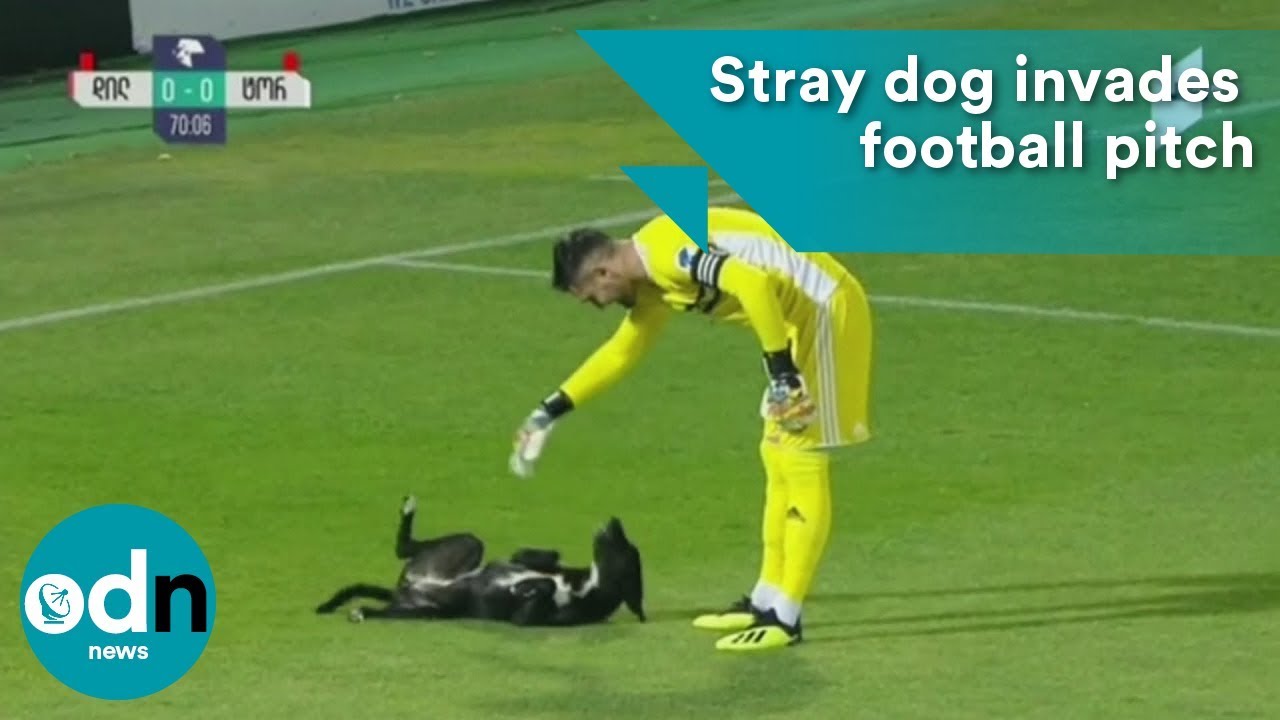 Stray dog invades football pitch in Georgia - YouTube