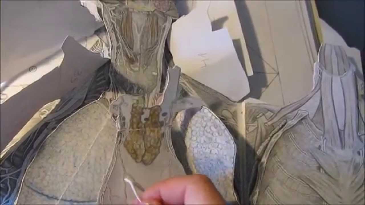 Practica 6 Anatomia 2. Belorcio pares craneales, presoma, vísceras ...