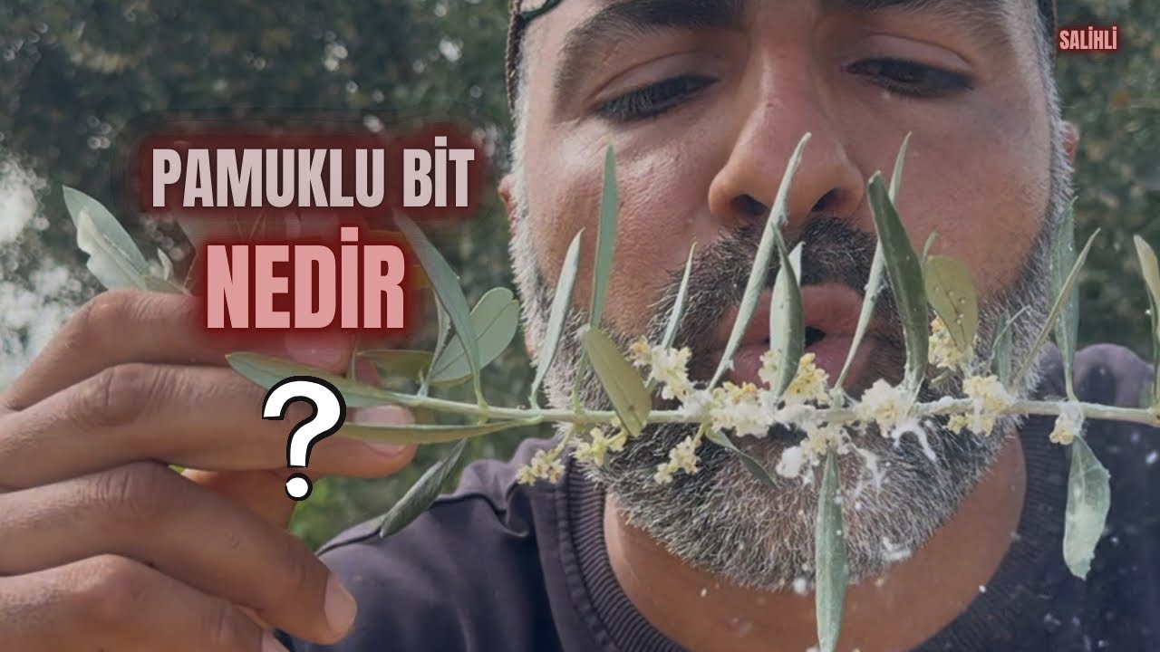 Zeytinde Pamuklu Bit Nedir? #erenvural #budama #doğa #zeytinbudama ...