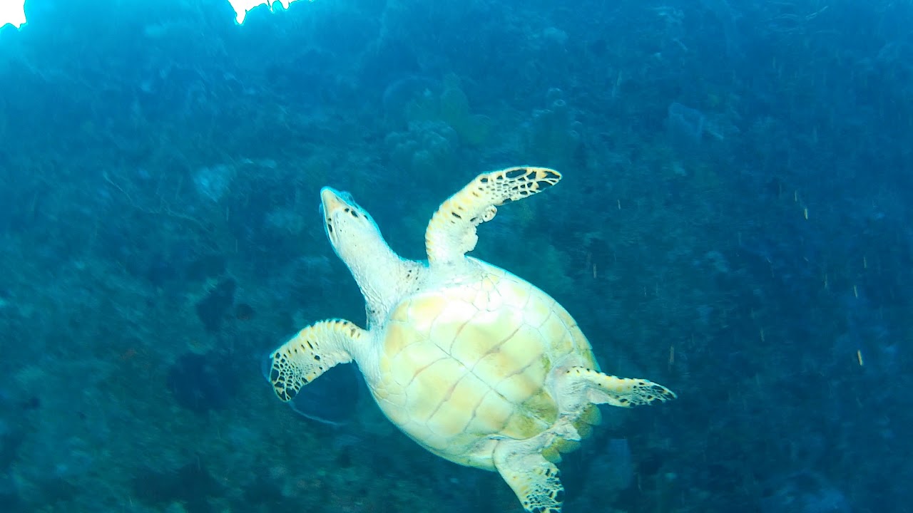 Grand Cayman Turtle - YouTube