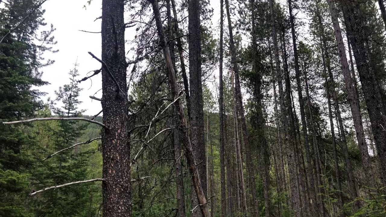 The creaky trees of Glacier National Park - YouTube