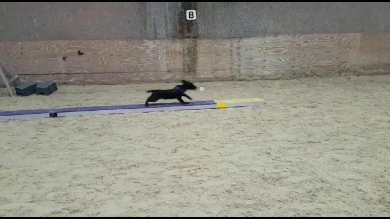 Guess 9 months old - Lee Windeatt Winter training - YouTube