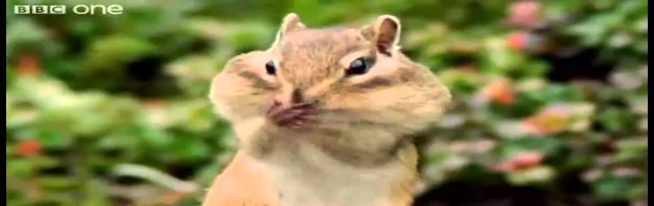 Esquilo fazendo beatbox-memes#1 - YouTube