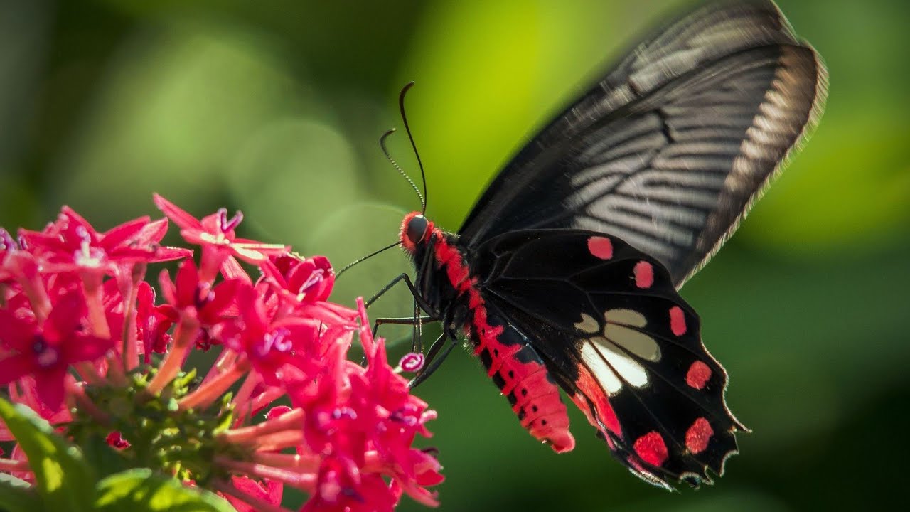 Amazing And Fun Facts About Butterflies YouTube amazing-and-fun-facts-about-butterflies-youtube
