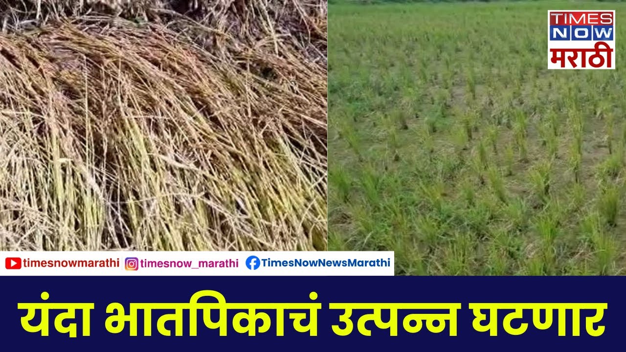 Manchar bhat sheti nuksan: अवकाळीचा भातपिकाला फटका, यंदा उत्पादनात घट ...