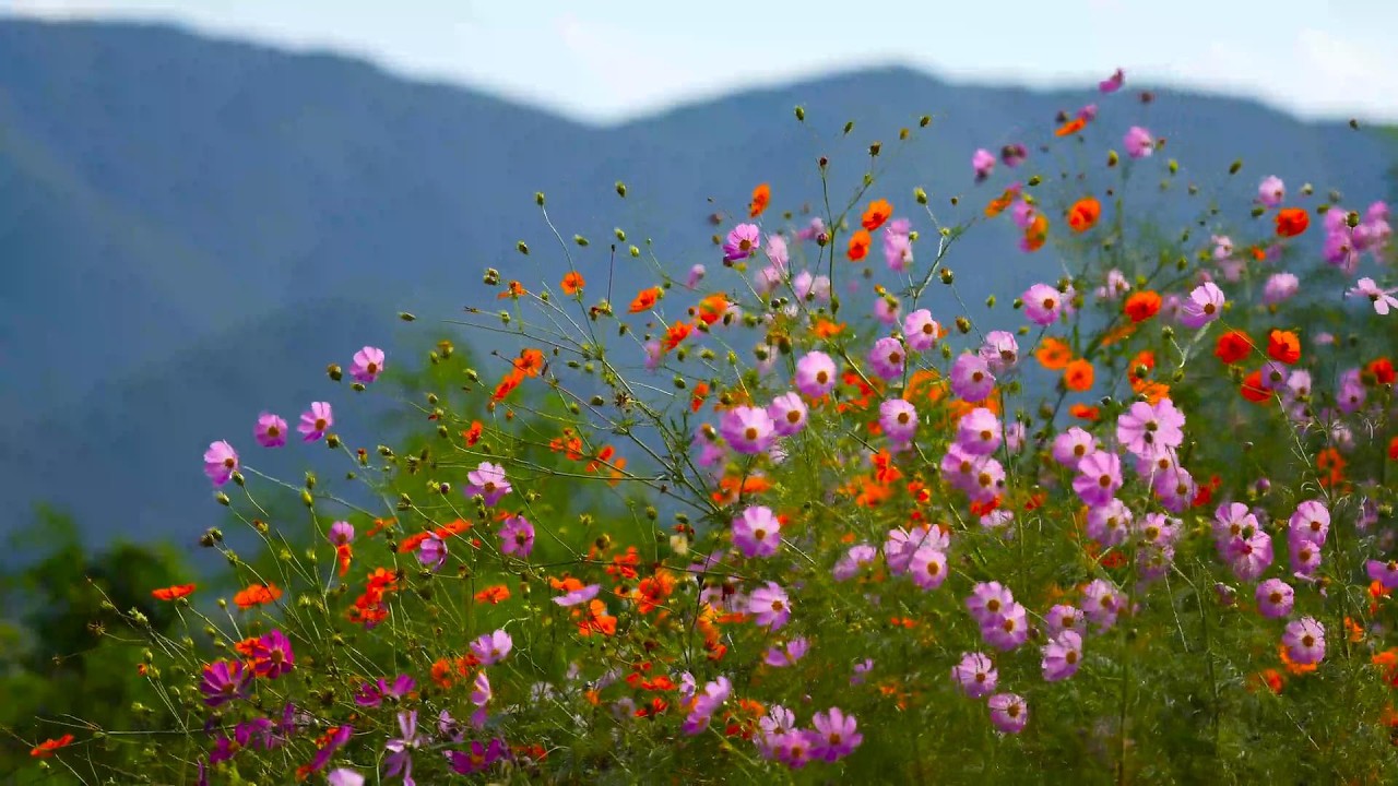 The soothing sound of the wind that makes your brain happy | Beautiful ...