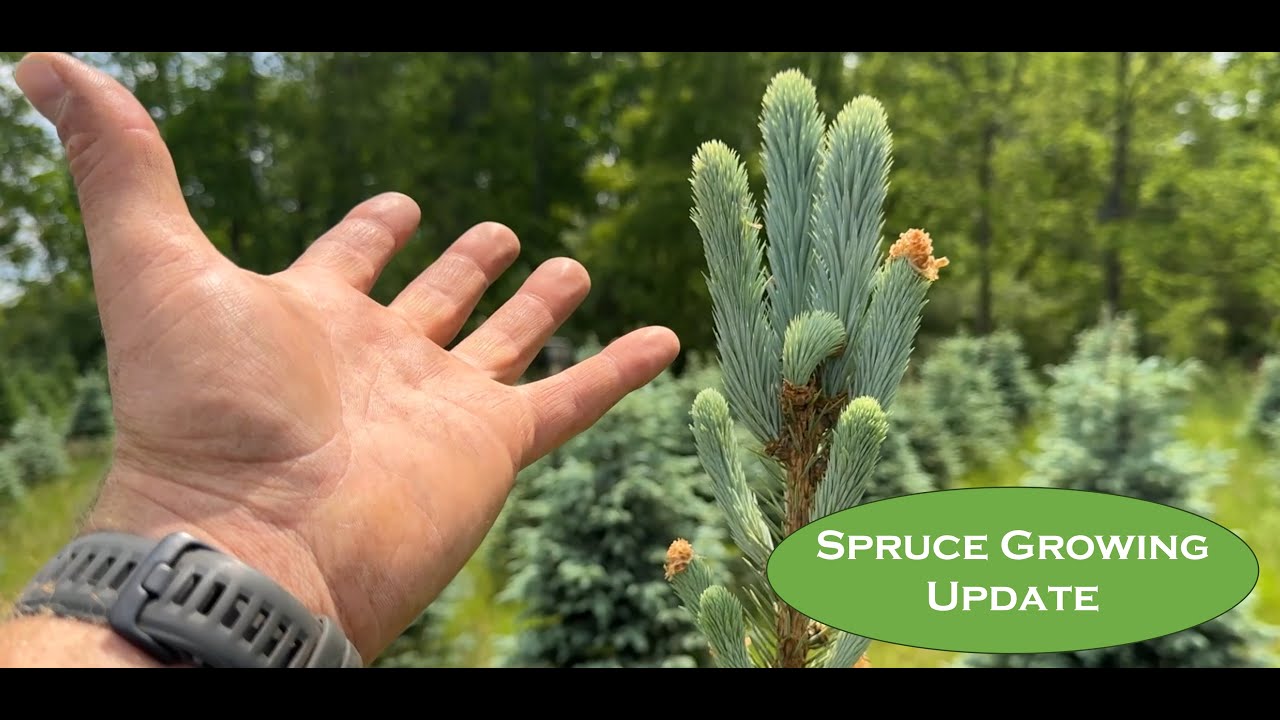 Spruce Tree Growth Update: Are Long Leaders Working? - YouTube