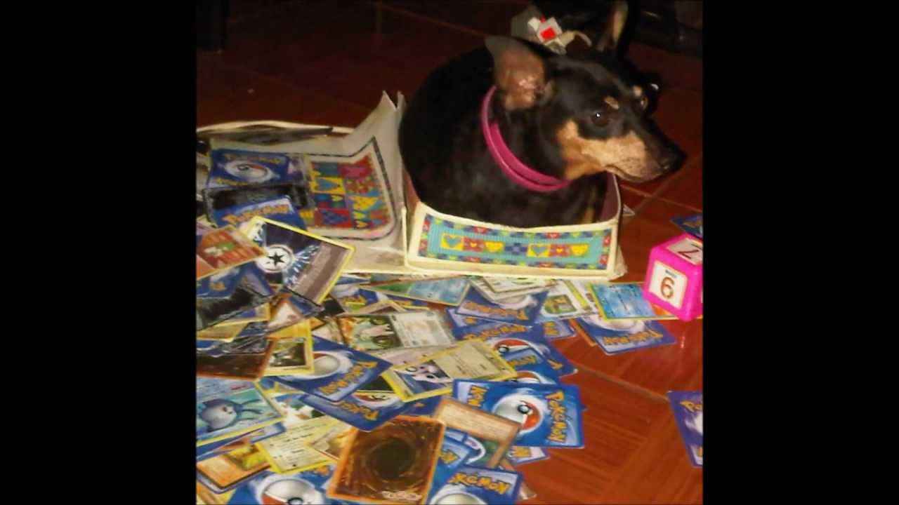 Miniature Pinscher Funny Photos - YouTube