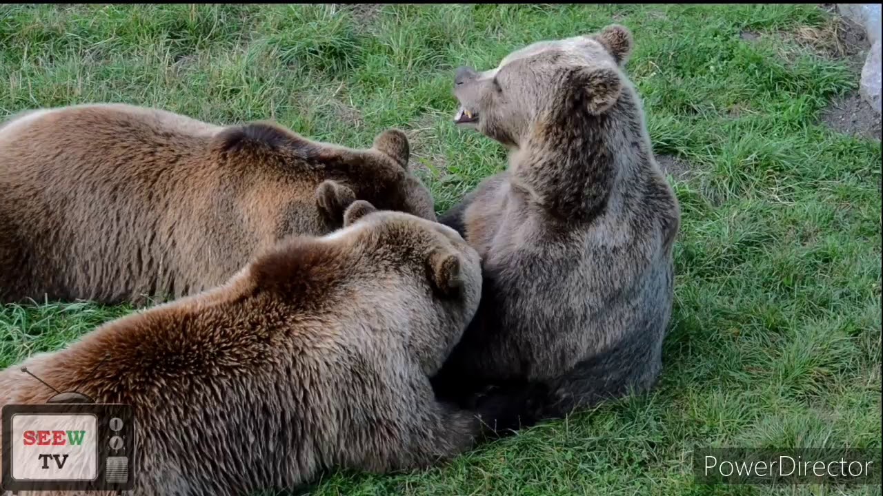 TOP 10 Beautiful Bears in the world || SeeW TV - YouTube