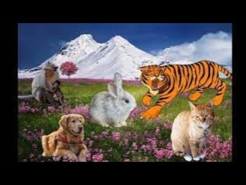 Ayo mengenal dunia binatang ( Animal World ) - Suara hewan - YouTube