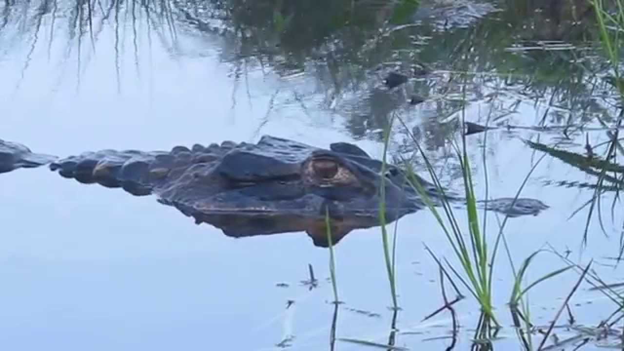 Black Cayman - Anangu Lake - Yasuni National Park - Napo Wildlife ...