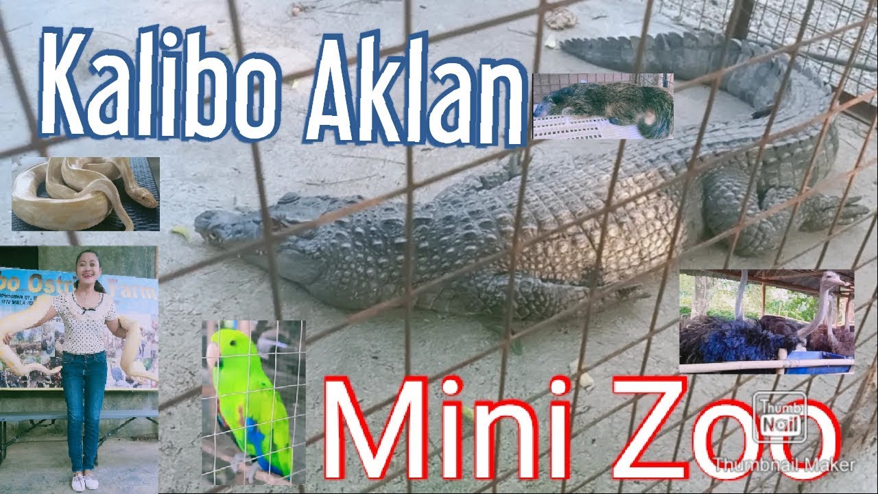 May Mini Zoo na ba sa Kalibo Aklan? | Ostrich Farm - YouTube