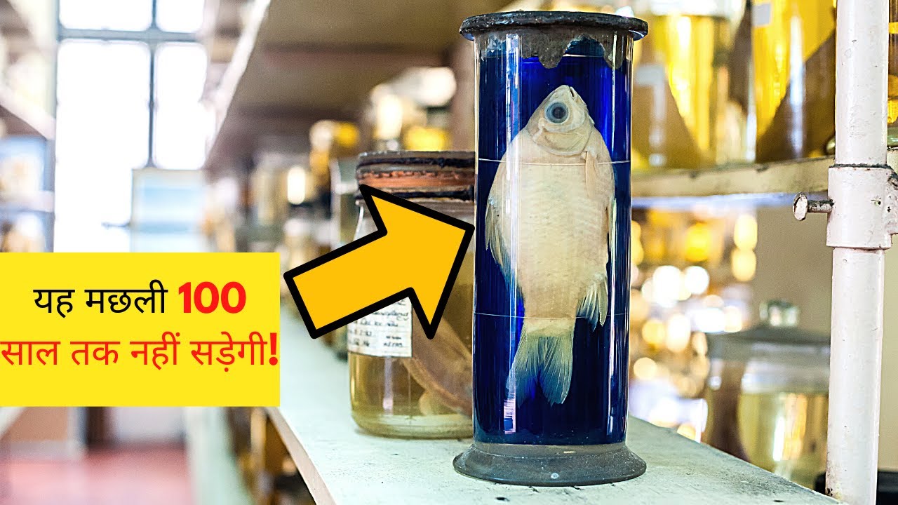 Why is Alcohol Used to Preserve Things? | Specimen Preservation | Wet ...